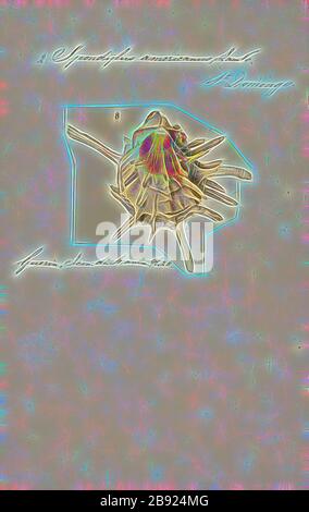 Spondylus americanus, a species of bivalve mollusc in the family ...