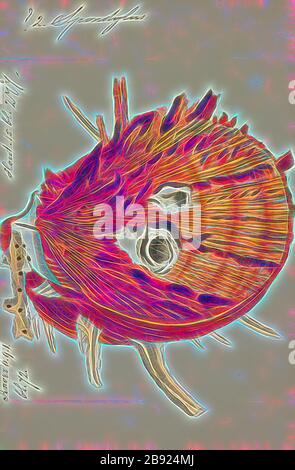 Spondylus americanus, a species of bivalve mollusc in the family ...