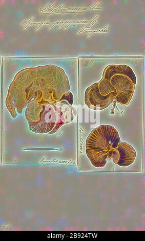 Spongia papyracea, Print, Spongia lamella in the Mediterranean Sea ...