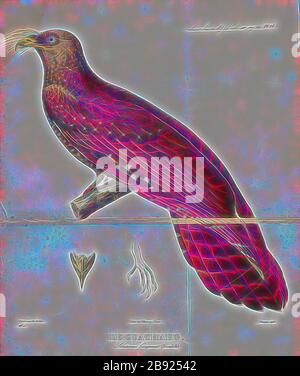 Steatornis caripensis, Print, The oilbird (Steatornis caripensis ...