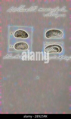 False Ear Shell (Stomatella auricula) on rock, Seraya dive site, Seraya ...