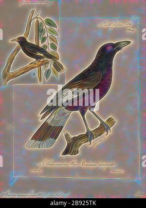 Lord Howe Island Currawong (Strepera graculina crissalis) an endangered ...