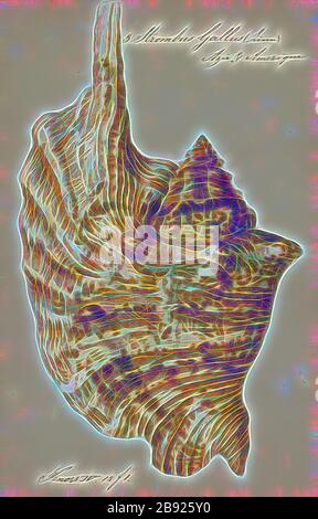 Strombus gallus, Print, Lobatus gallus, previously known as Strombus ...