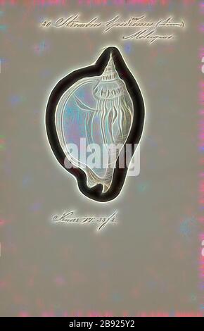 Strombus epidromis, Print, Labiostrombus epidromis, common name the ...