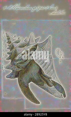 The Lobatus gigas, originally known as Strombus gigas, commonly known ...