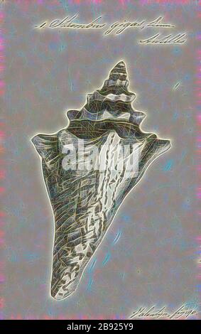 The Lobatus gigas, originally known as Strombus gigas, commonly known ...