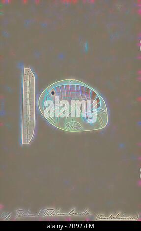 Sand hopper in sand (Talitrus saltator) on the beach Stock Photo - Alamy