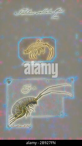Sand hopper in sand (Talitrus saltator) on the beach Stock Photo - Alamy