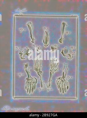 Skeleton of Mole. Reimagined by Gibon. Classic art with a modern twist ...