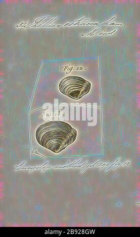 Tellina ostracea, Print, Tellina is a widely distributed genus of ...