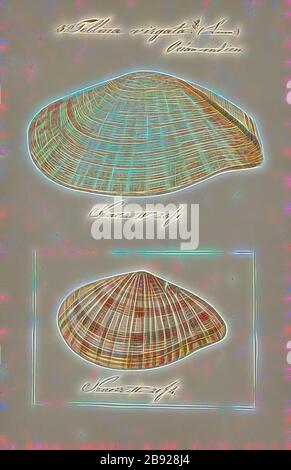 Tellina virgata, Print, Tellina is a widely distributed genus of marine ...