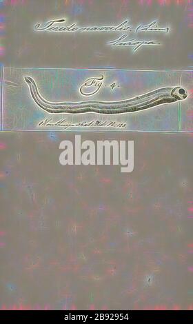 Teredo navalis, Print, Teredo navalis, the naval shipworm, is a species of saltwater clam, a ...