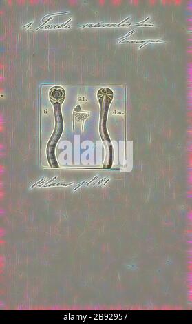 Teredo navalis, Print, Teredo navalis, the naval shipworm, is a species ...