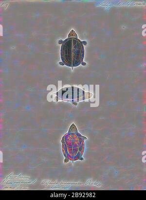 Scorpion mud turtle, Kinosternon scorpioides Stock Photo - Alamy