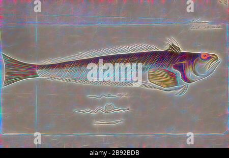 Trachinus draco, or Greater Weever, also known as Sting Bull and ...