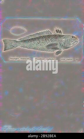 Trachinus radiatus, Print, The starry weever, Trachinus radiatus, is a ...