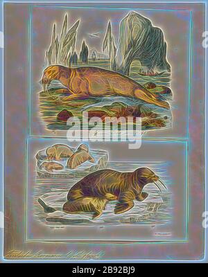 Walrus, Odobenus rosmarus, large flippered marine animals in blue water ...