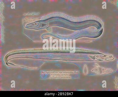 Trichiurus lepturus, Print, The largehead hairtail (Trichiurus lepturus ...