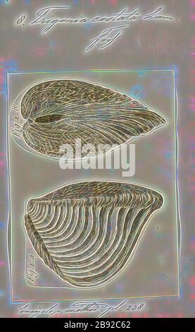 Trigonia costata, Print, Diagram of Trigonia costata James Parkinson ...