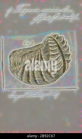 Trigonia navis, Print, Diagram of Trigonia costata James Parkinson ...