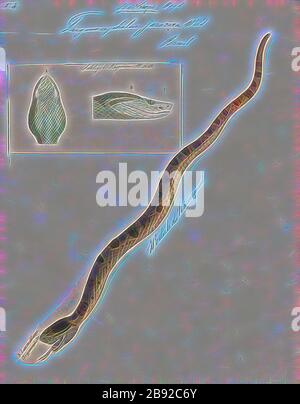 Trigonocephalus jararaca, Print, Bothrops jararaca — known as the ...