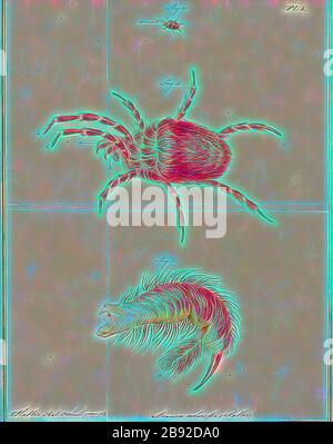 Trombidium, Print, Trombidium is a genus of mite with about 30 ...