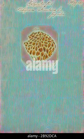 Tubipora catenularia, Print, Tubipora is a genus of soft coral. It is ...