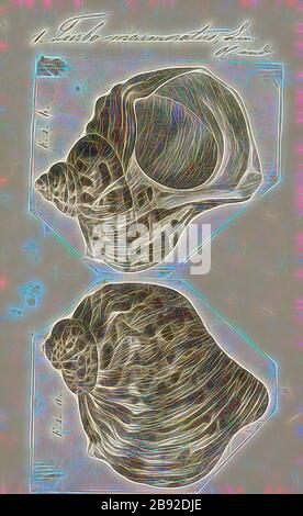 Turbo marmoratus, Turbinidae Stock Photo - Alamy
