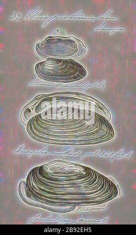 Painter's Mussel - Unio pictorum Stock Photo - Alamy