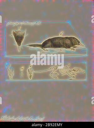 Japanese shrew-mole (Urotrichus talpoides) in Japan Stock Photo - Alamy