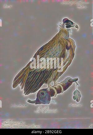 Vultur chincou, Print, Andean condor, The Andean condor (Vultur gryphus ...