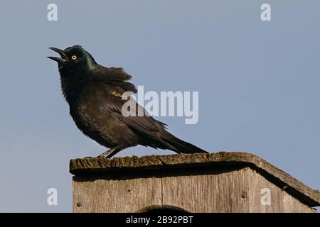 Common Grackles in nesting box Stock Photo - Alamy