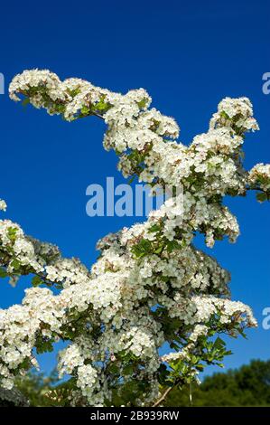 Hawthorn blossom out in full bloom, spring Stock Photo - Alamy