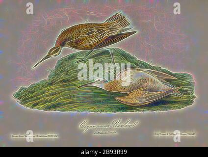Esquimaux Curlew, Eskimo Curlew (Numenius borealis), Signed: J.J ...