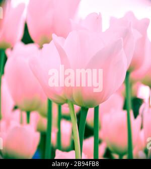 Pink tulips in pastel coral tints at blurry background, closeup. Fresh ...