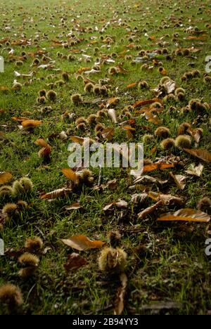 A Lot of Chestnut at the Ground 1 Stock Photo - Alamy