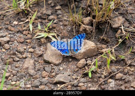 Junonia rhadama, the brilliant blue, Endemic butterfly in the family ...