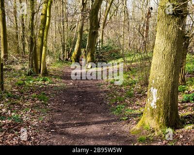 Ancient Woodland, Chiltern Hills, Ridgeway National Trail, Nuffield ...