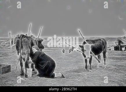 Negative - Woman Milking Cow in Paddock, Nyah West, Victoria, 1924 ...