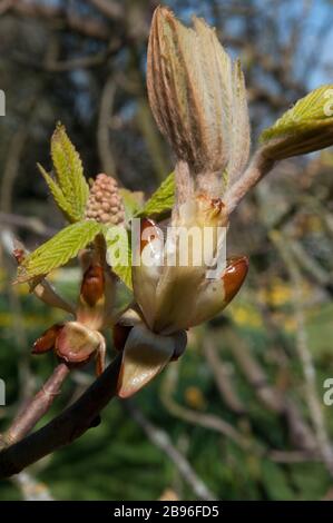 Bud of European chestnut, Tree, Nature, Germany Stock Photo - Alamy