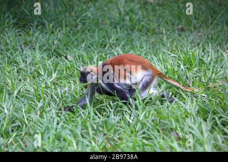 Red Colobus monkey run on grass Stock Photo - Alamy