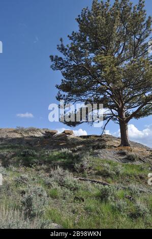 Lone tree, prairie and blue sky along Interstate 80 Stock Photo - Alamy