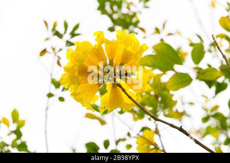 blooming Guayacan or Handroanthus chrysanthus or Golden Bell Tree ...