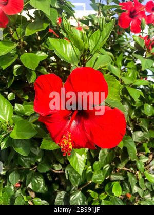 Large flowering bush Hibiscus syriacus with red flowers. Studio Photo ...