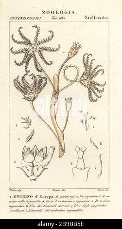 Extinct crinoid Encrinus, Encrino dEuropa. Handcoloured copperplate ...