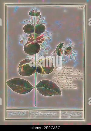 Lonicera caprifolium, Dutch honeysuckle Stock Photo - Alamy