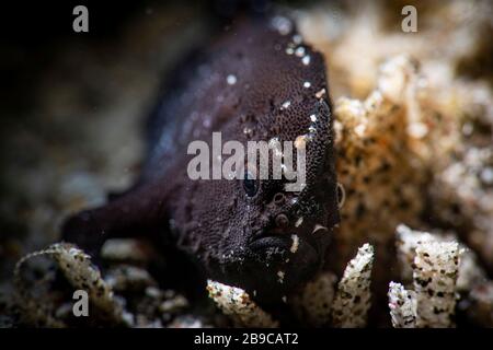 Anglerfish, Frogfish, juvenile, underwater in the Flores Sea. Komodo ...