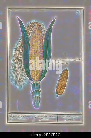 Corn (Zea Mays), 1596-1610. Commissioned by Emperor Rudolf II Stock ...