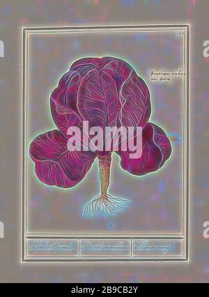 Cabbage, Brassica oleracea var. capitata. Handcoloured woodblock ...