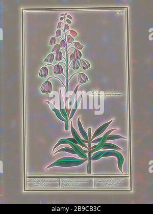 Persian lily (Fritillaria persica), 1596-1610. Commissioned by Emperor ...